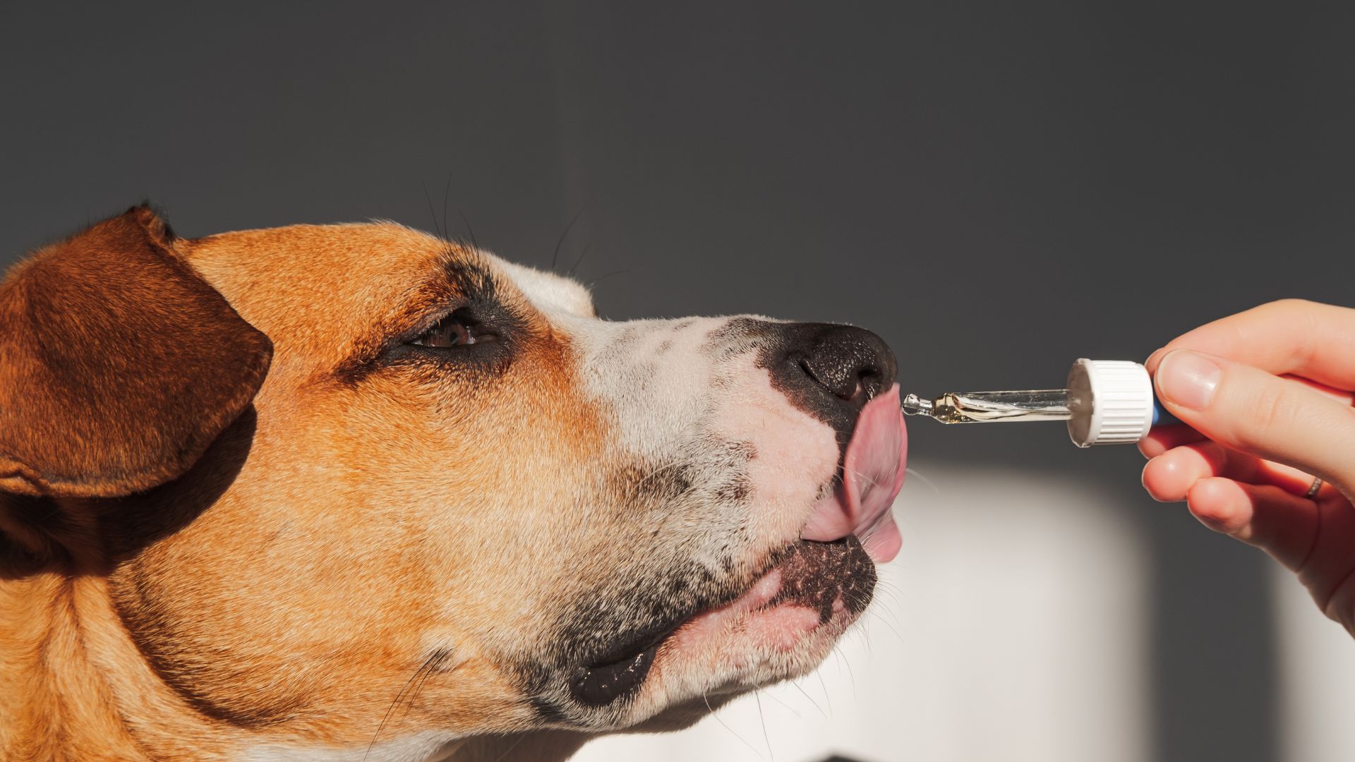 Pet Homeopathy In Carleton Place, ON K7C 4M7 | Carleton Place ...
